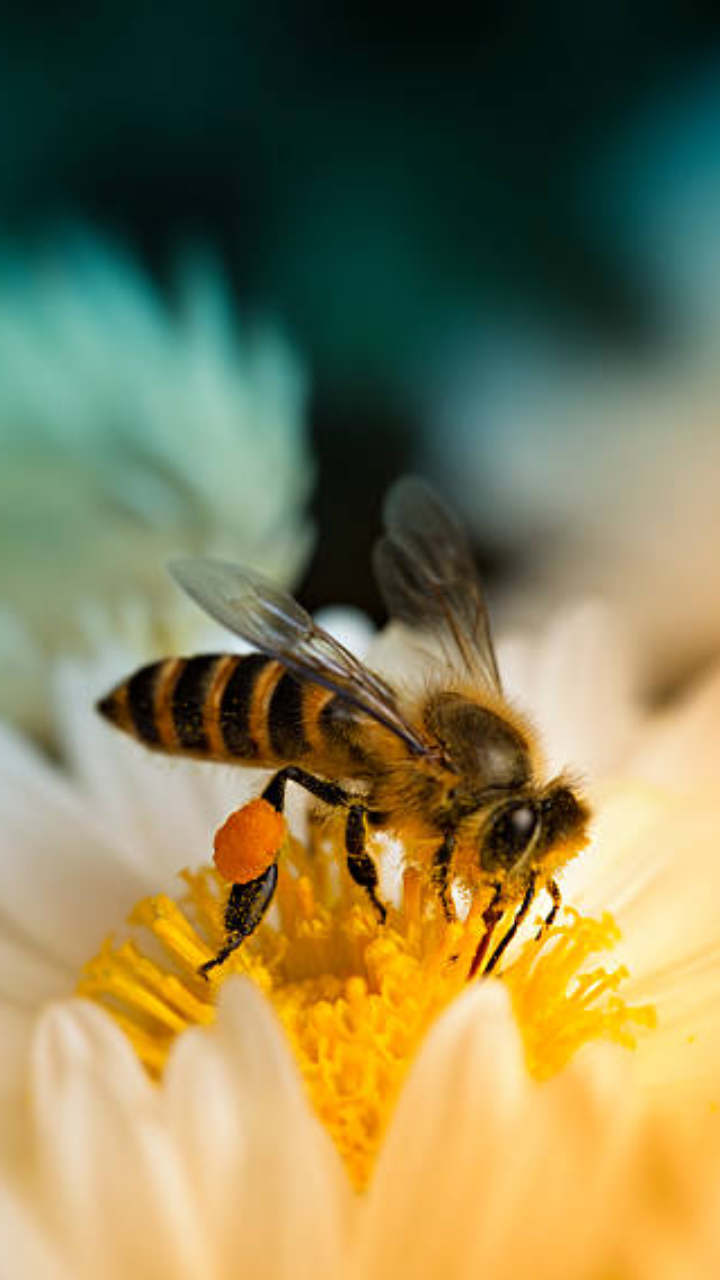 10 insects that build incredible structures