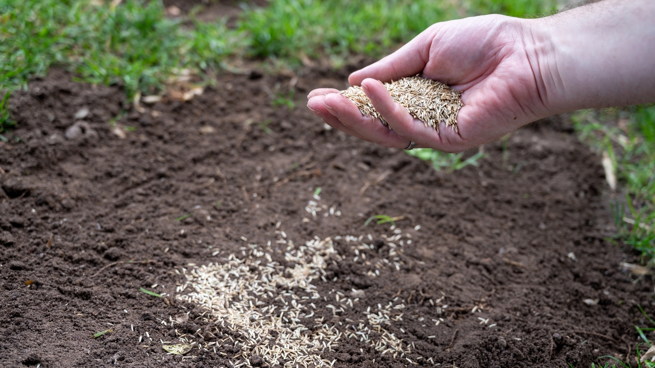10 projects that make a patchy lawn look healthy again