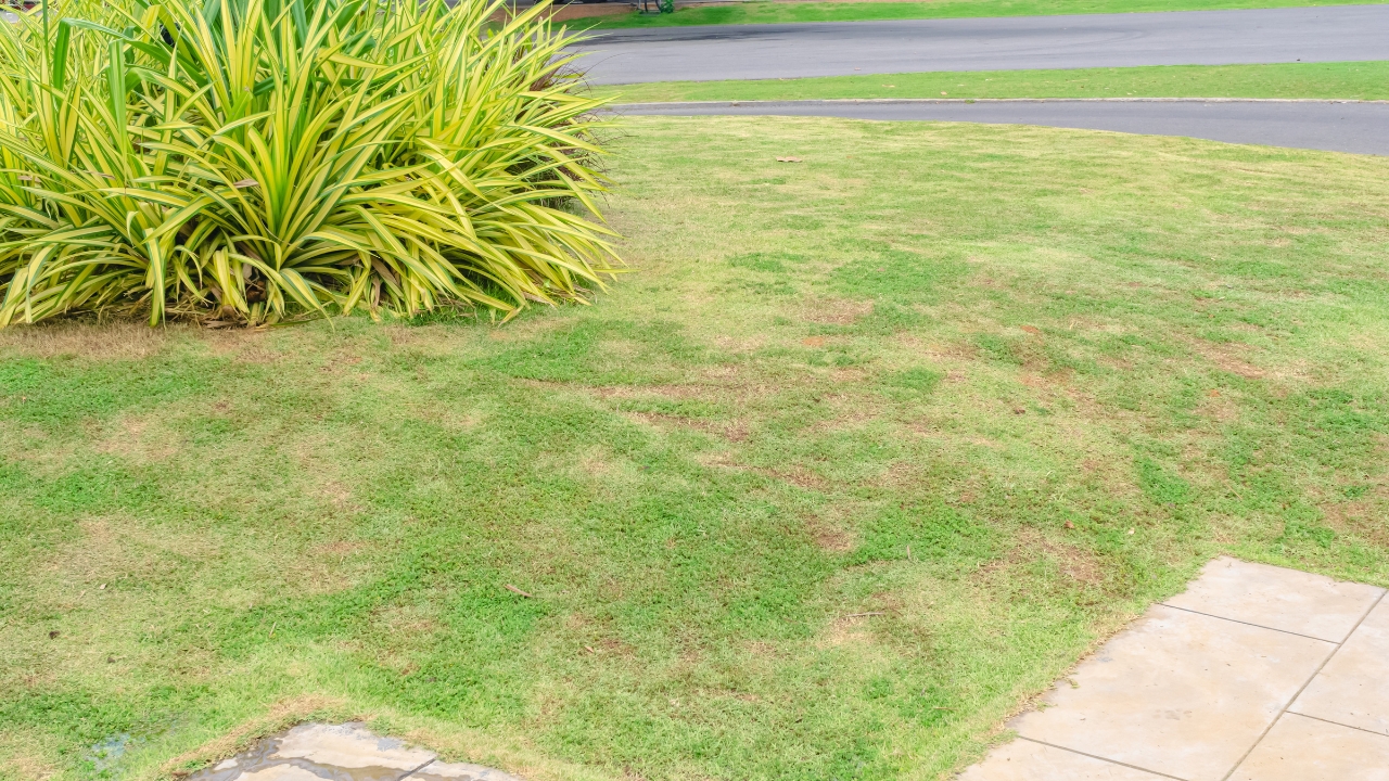 10 Grass Problems You Can Actually Fix Yourself