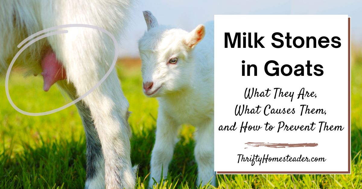 Milk Stones in Goats: What They Are, What Causes Them, and How to ...