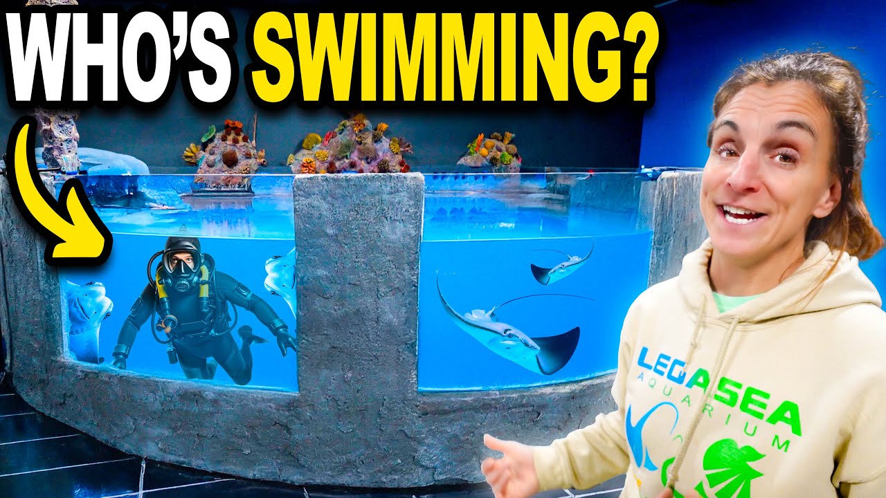 Swimming with giant stingrays in my own tank
