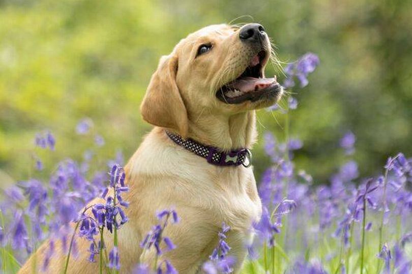 Gardeners to avoid 14 toxic plants for dogs - full list