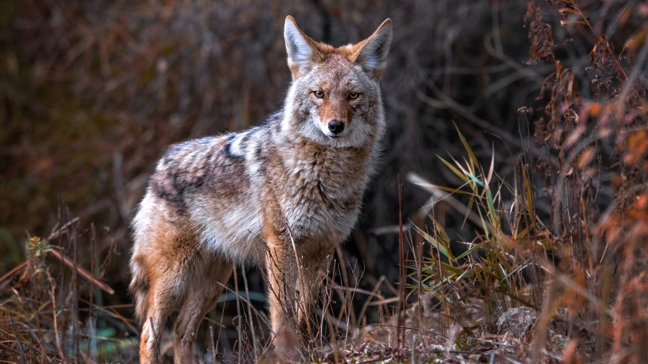 Tips for spotting pressured coyotes when they’re hanging back