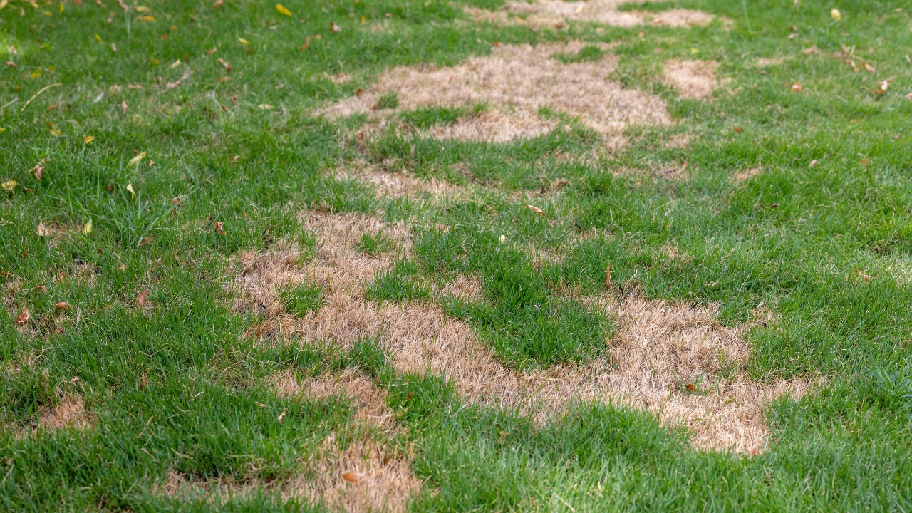 10 projects that make a patchy lawn look healthy again