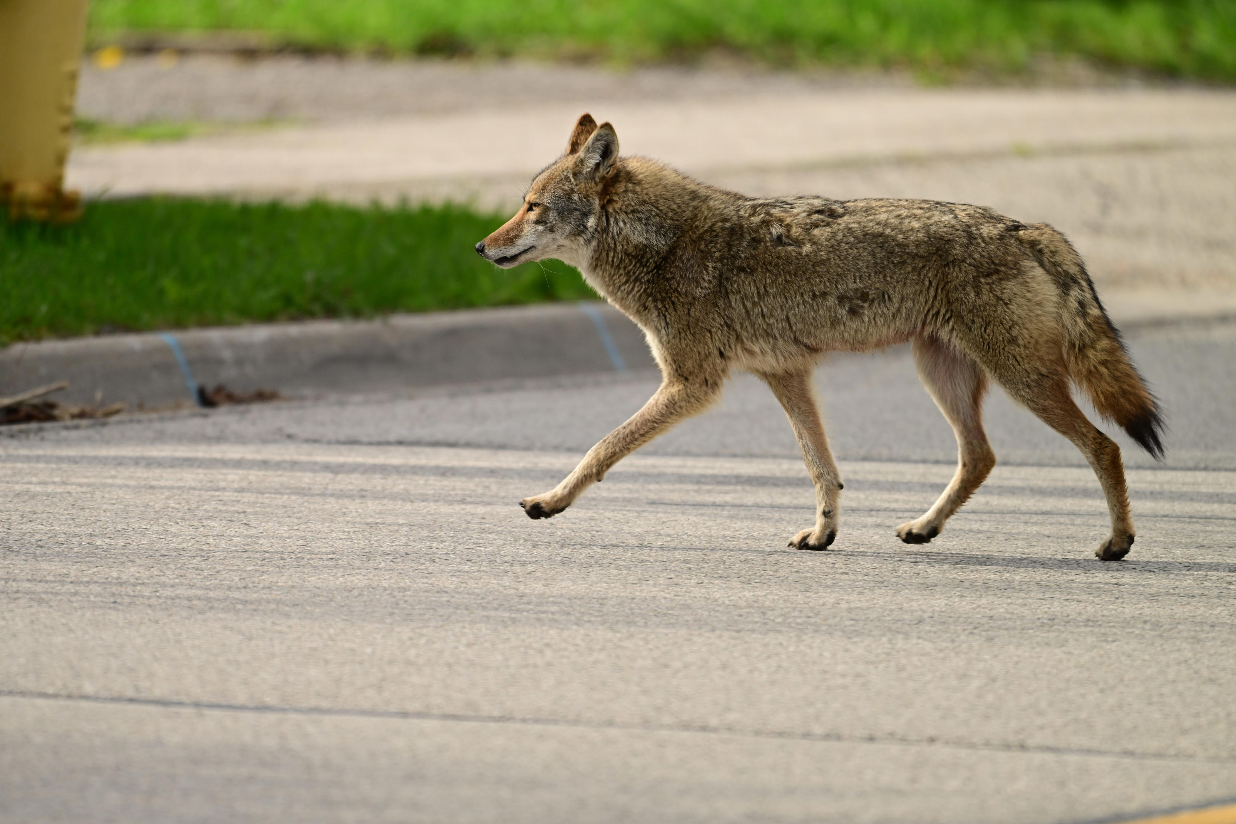 Dallas officials urge residents to report aggressive coyotes after Katy ...