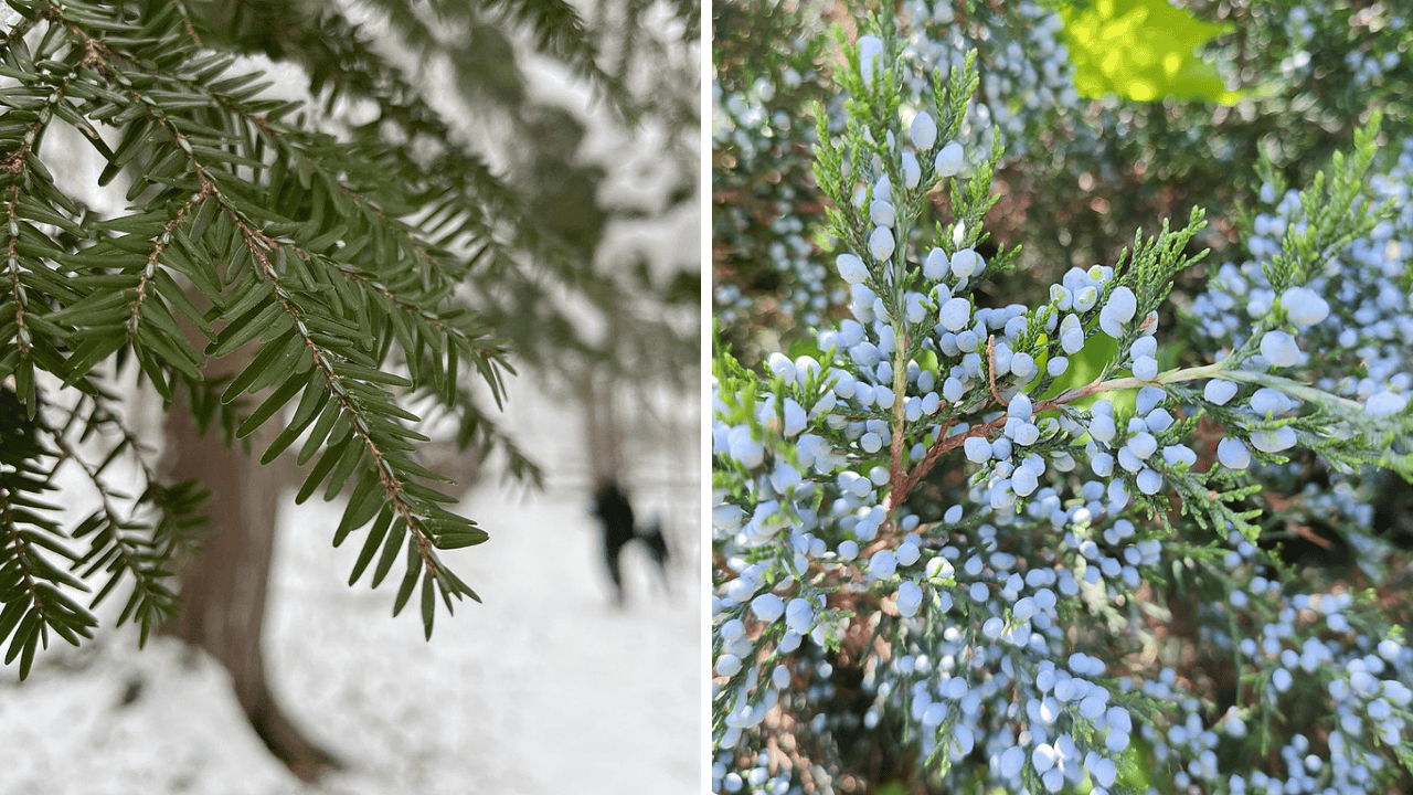 20 Common Tree Species You May Find In Your Own Backyard