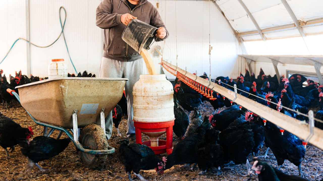 6 things that made chicken keeping way easier for us
