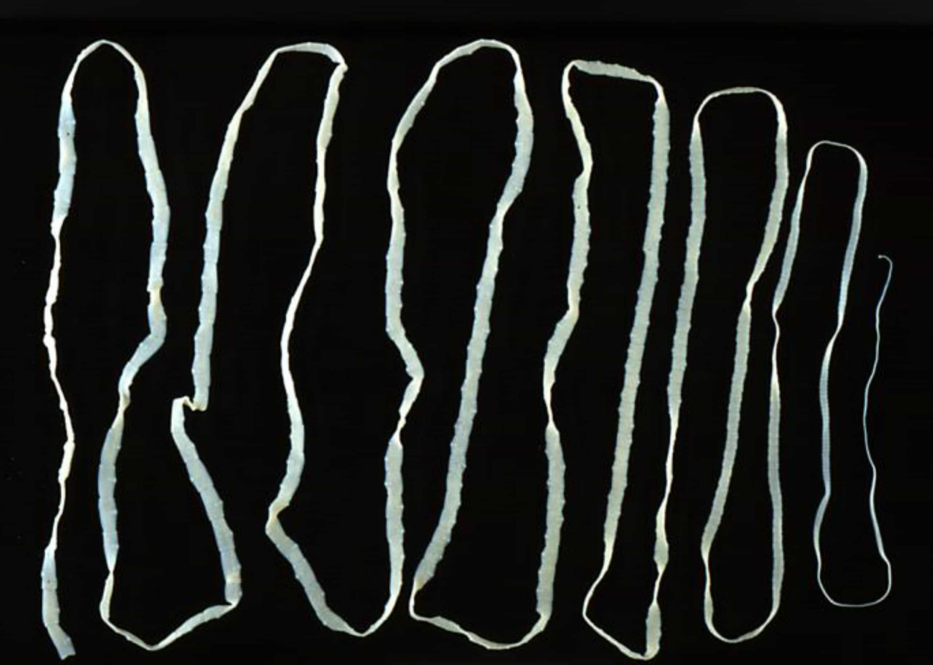 New Netflix movie watched 38 million times in just 5 days to dominate ...