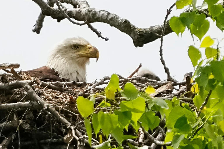 Comeback of bald eagle population in Ohio is monumental