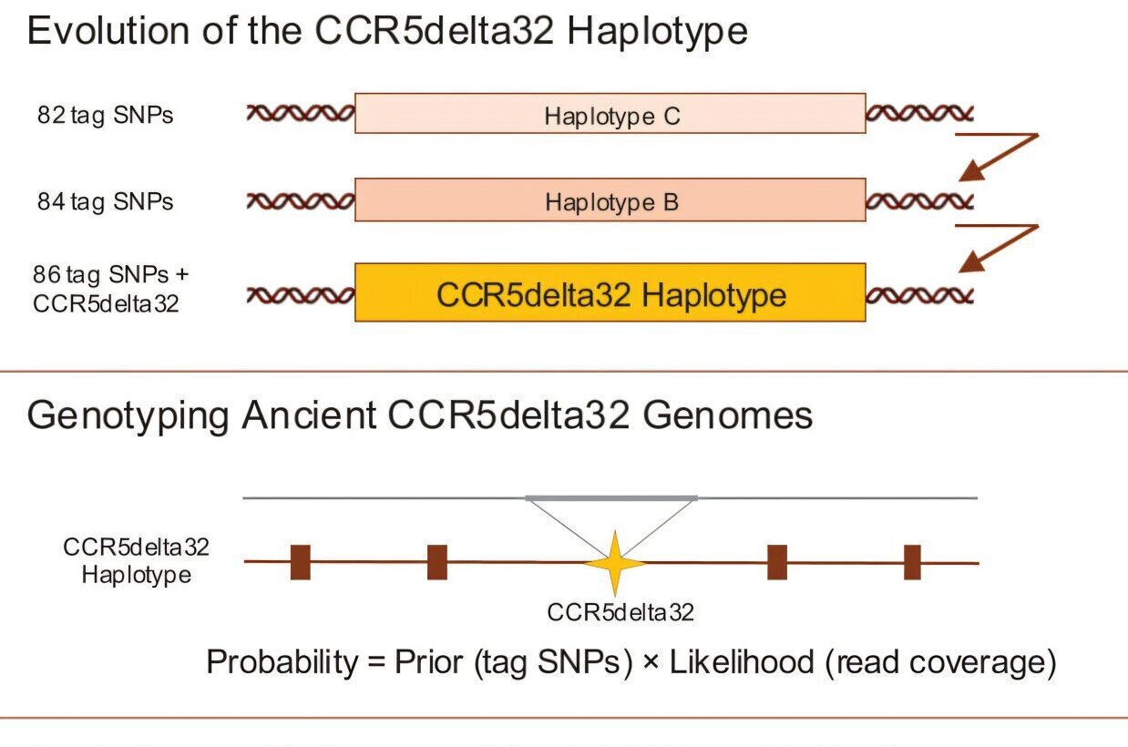 Researchers map 7,000-year-old genetic mutation that protects against HIV