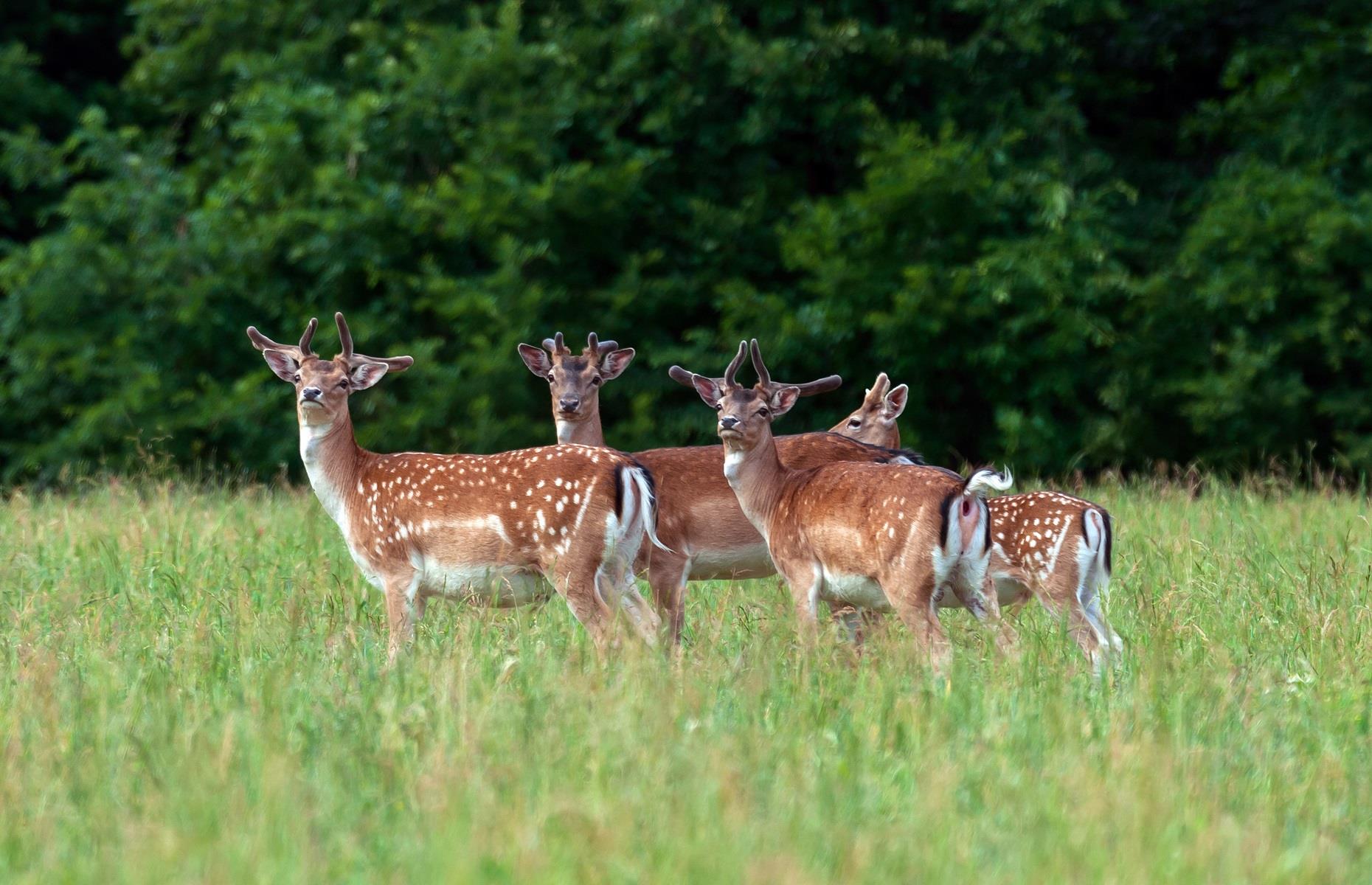 14 wild animals it's illegal to harm in the UK