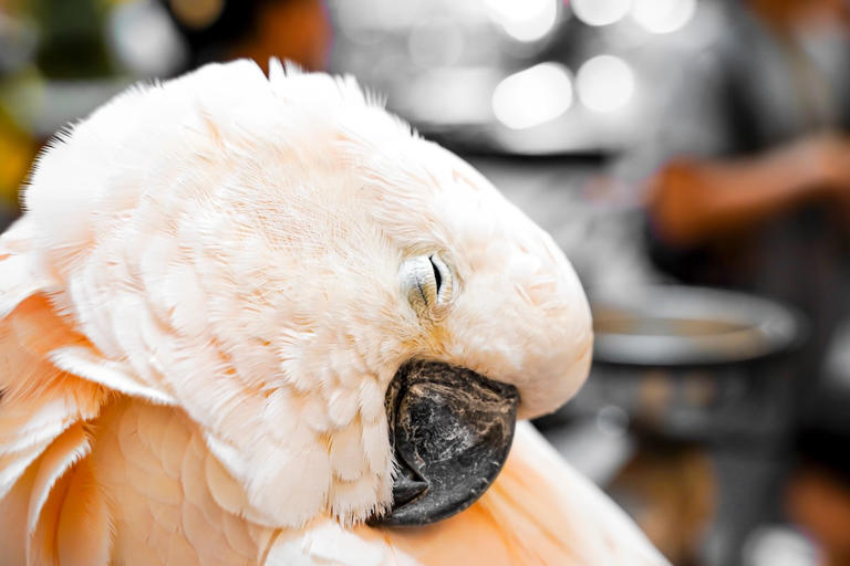 Cockatoo Arguing with Mom Over Bedtime Clearly Moonlights As a Lawyer