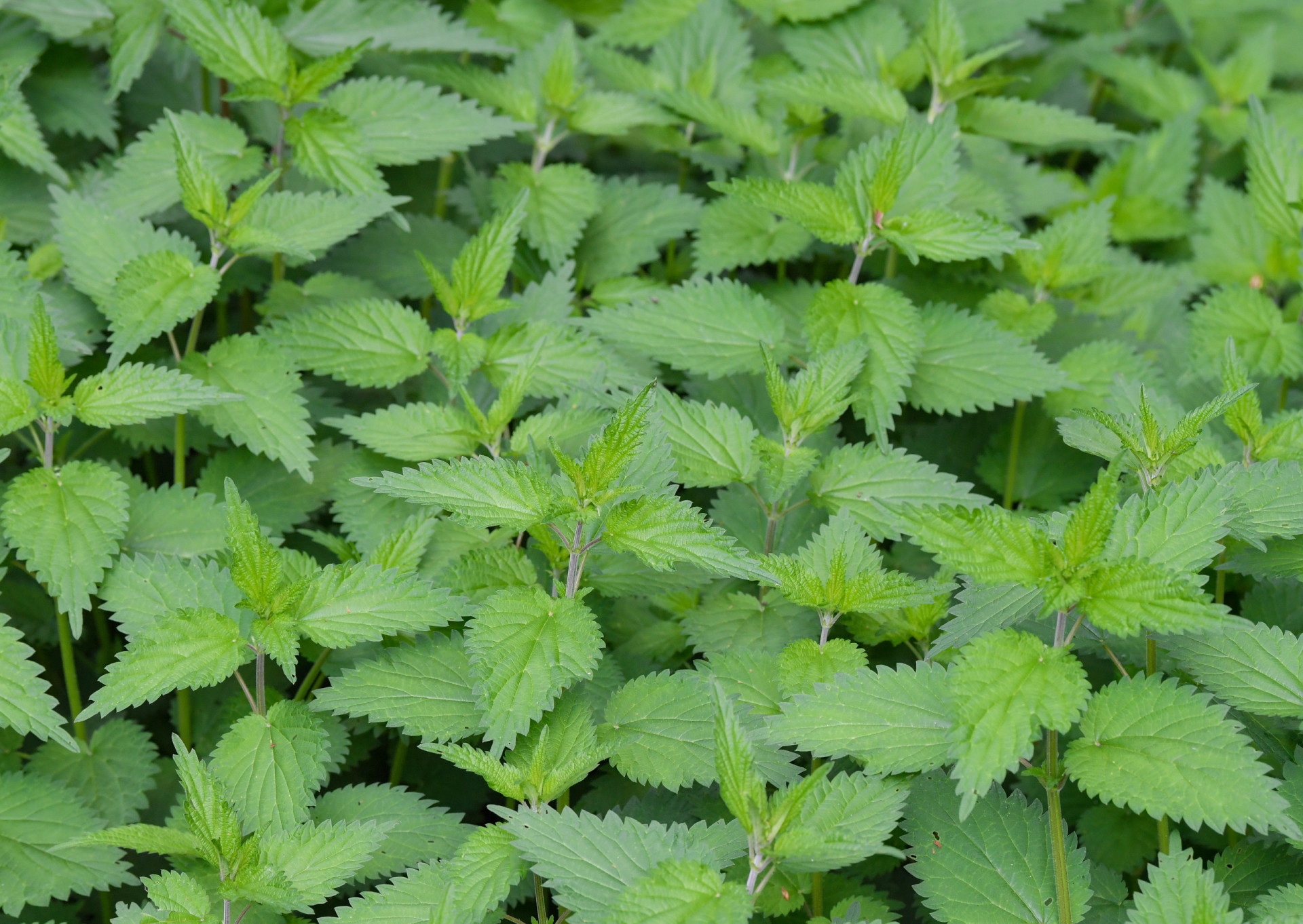 The unlikely benefits of stinging nettle