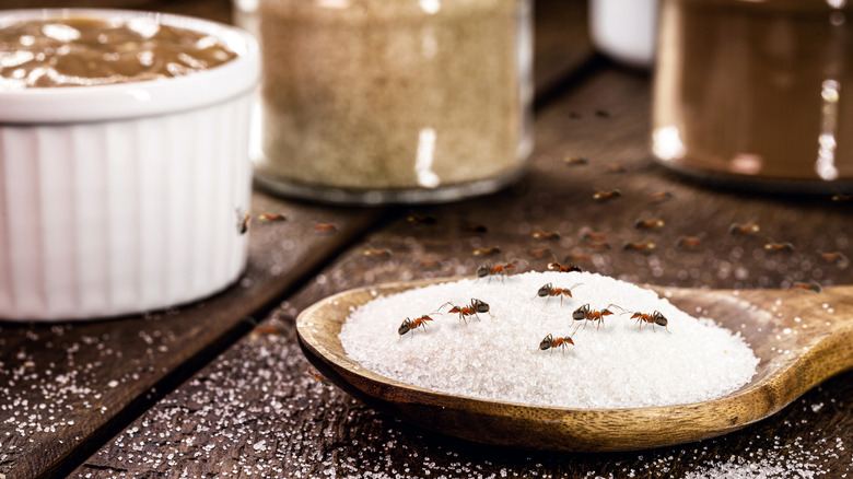 This Acidic Pantry Staple Repels Insects — Here's How To Use It In Your ...