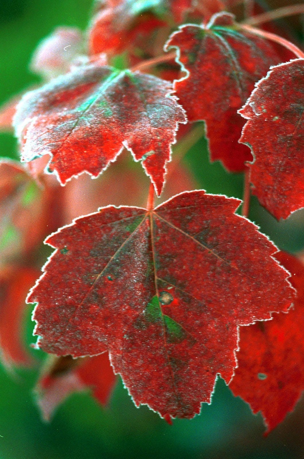 Frost advisory issued for much of Lansing region