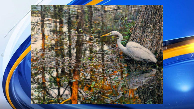 Youngsville Student wins Congressional Art Competition