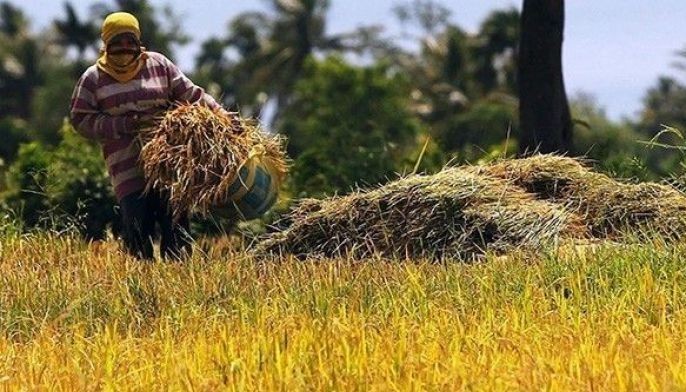 DA remains optimistic on record palay harvest