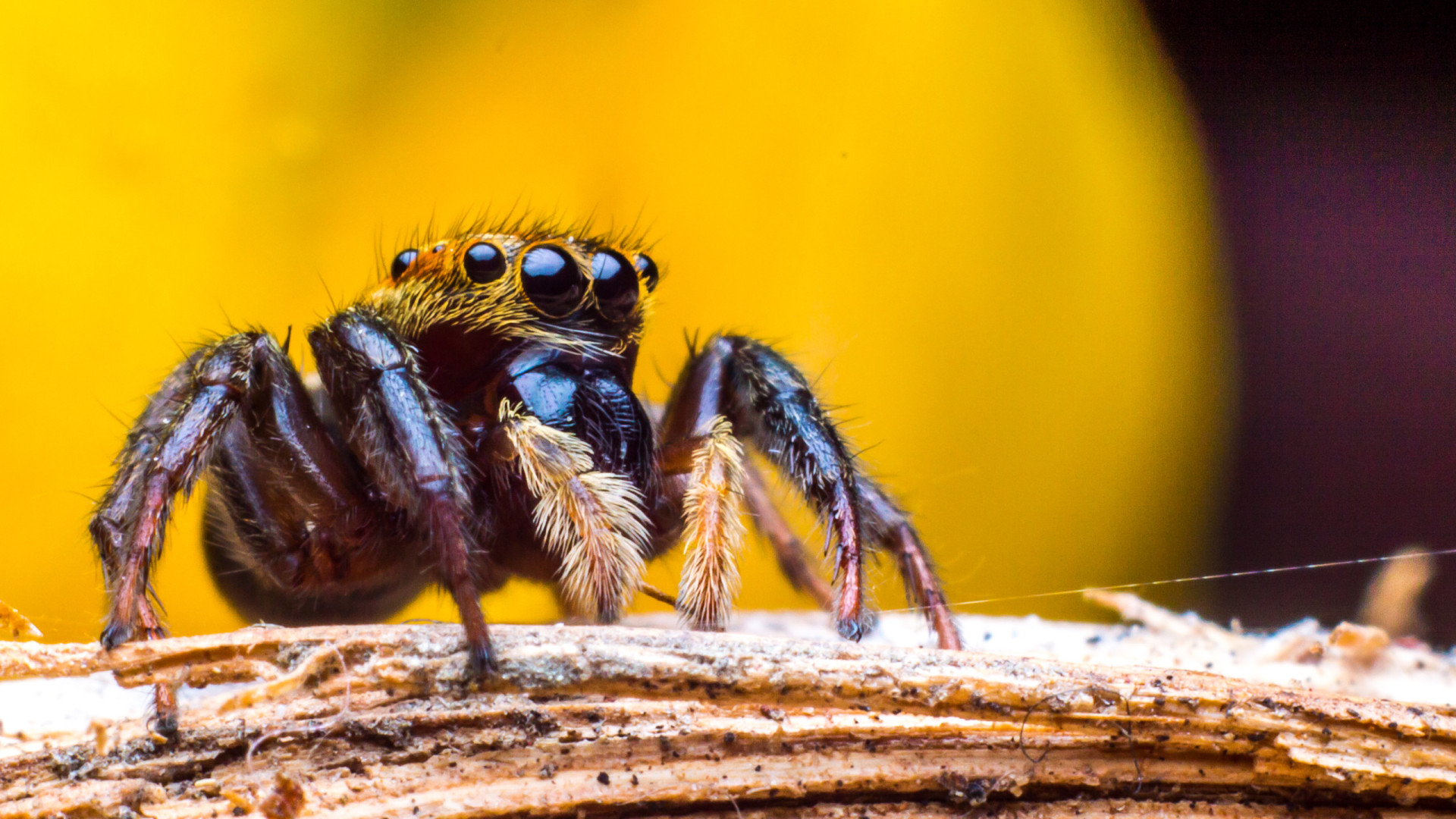 Unusual things people have tried to bring on planes