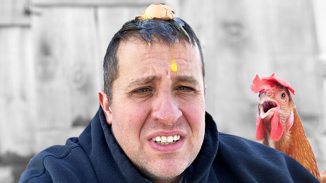 Stopping eating chicken eggs explained with logical farm reasoning