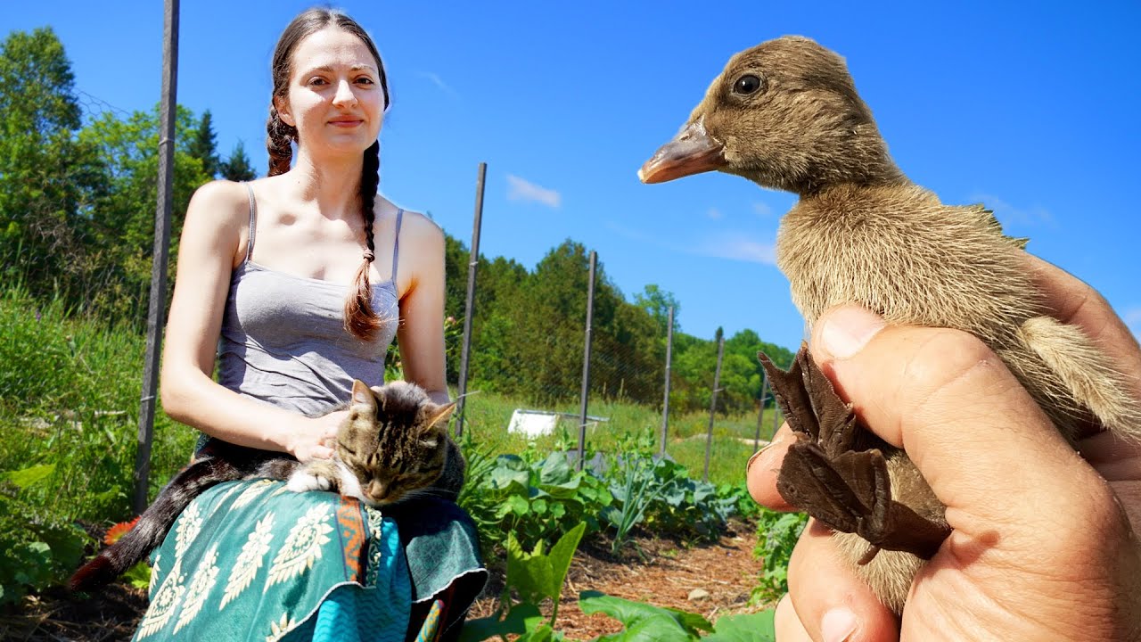 New ducklings hatch and we tour the farm garden