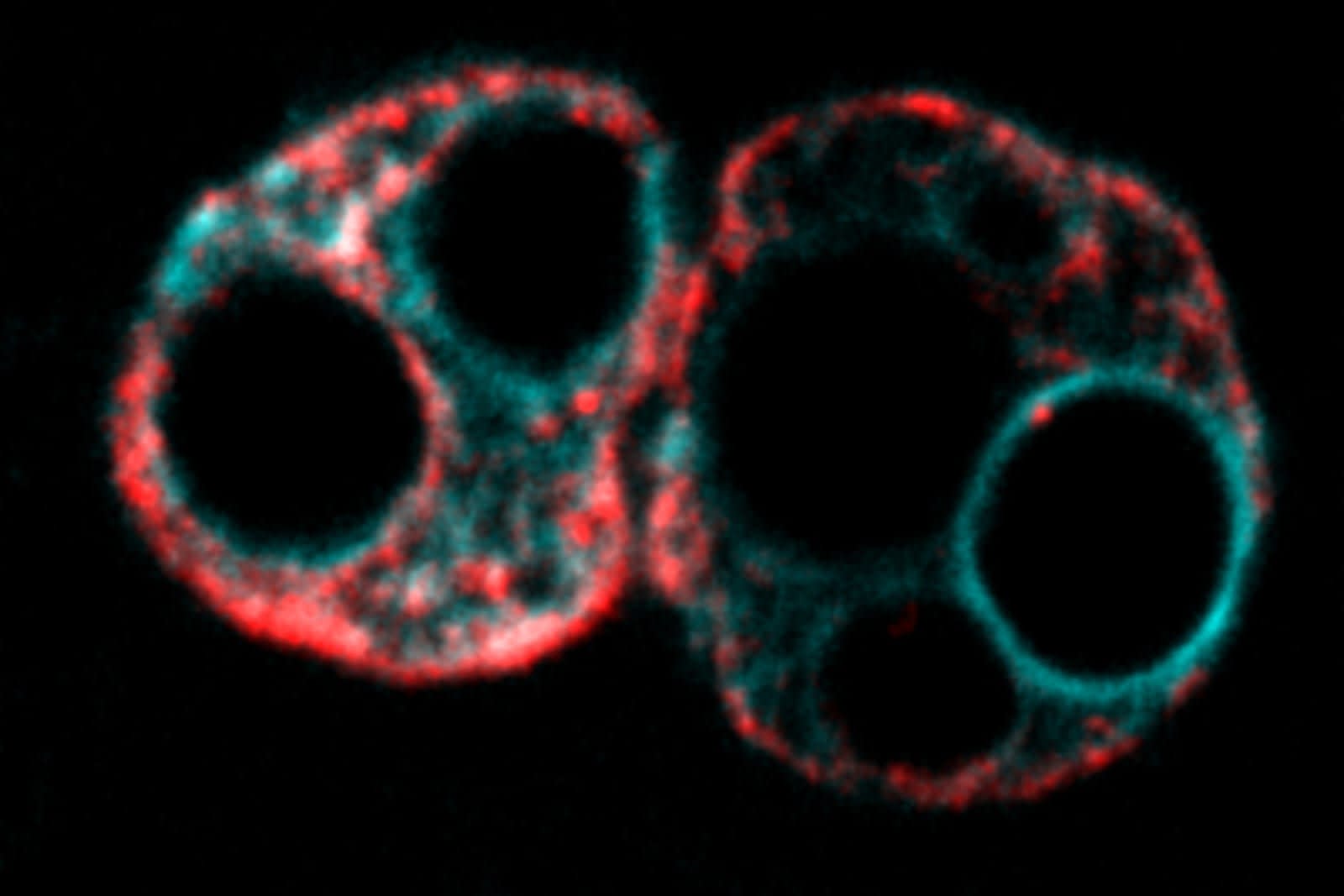 Ancient DNA is still shaping early embryo development in humans and ...
