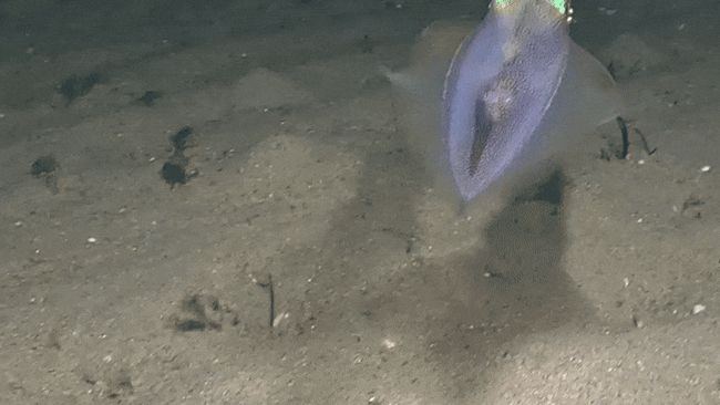 Iridescent Squid Shows Off Expert Fishing Skills During Nighttime Hunt