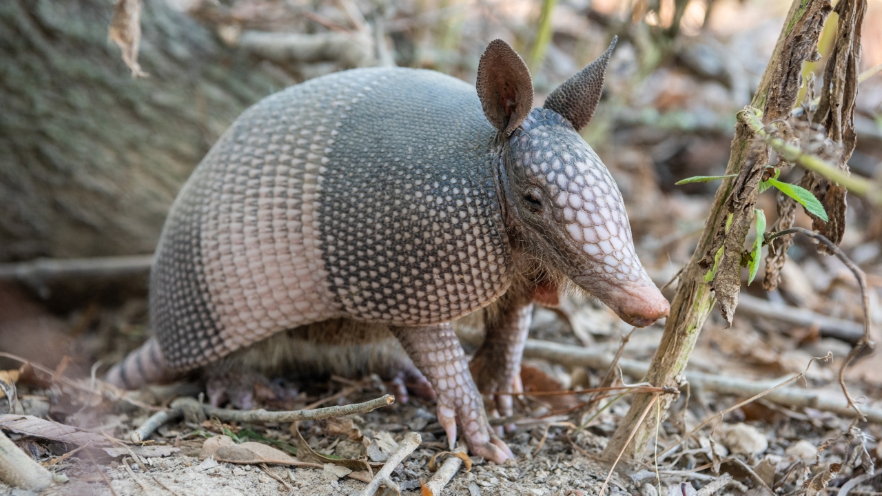 The mistake that turns a harmless armadillo problem into yard damage