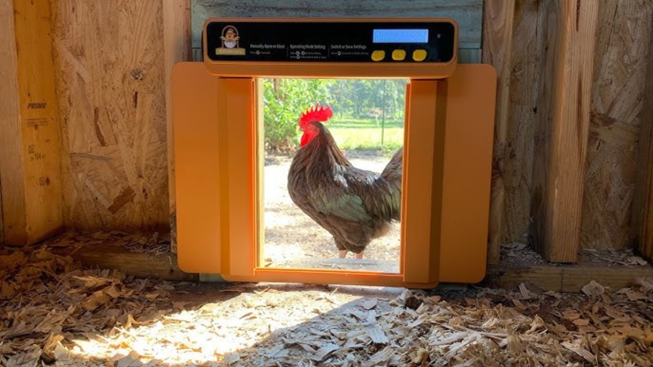 6 things that made chicken keeping way easier for us