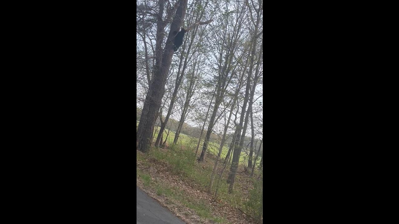 Baby Bears Practice Climbing Skills