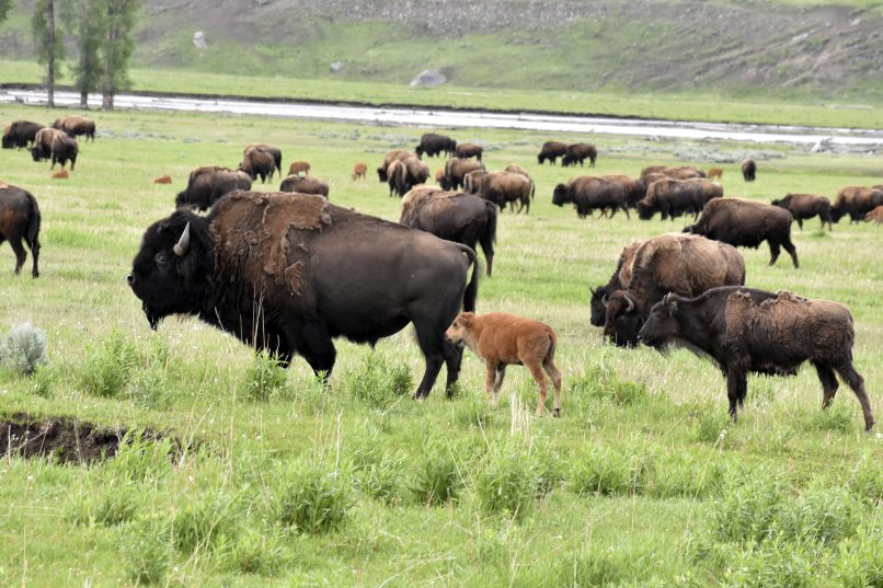 Bison gores man at Yellowstone National Park