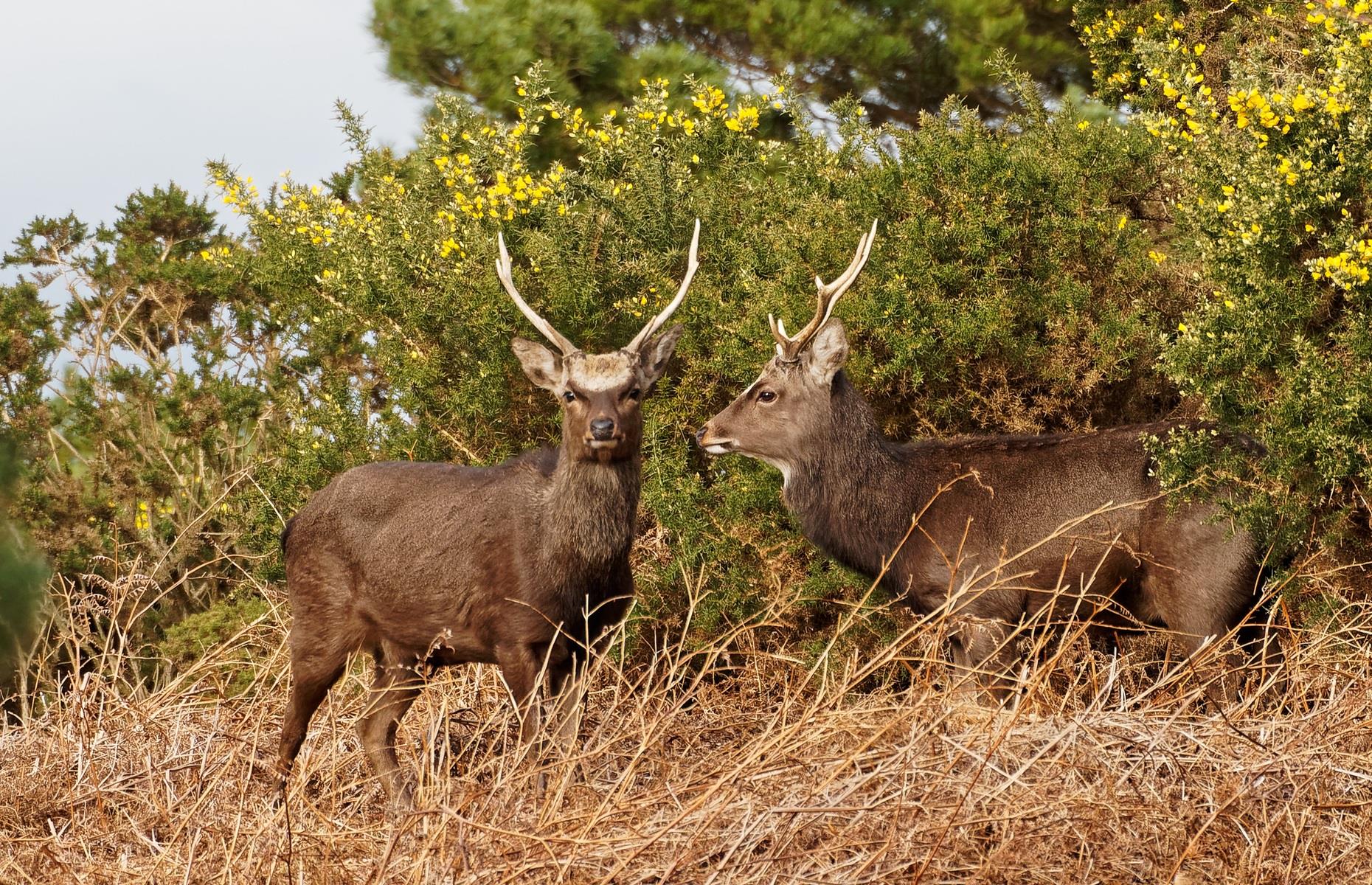 14 protected UK animals to watch out for around your home