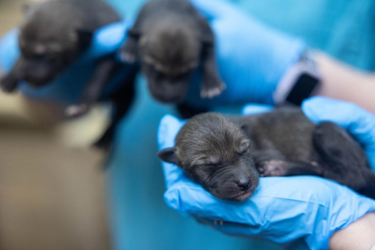 Zoo Knoxville looking for help naming new red wolf pups, bat-eared fox kits