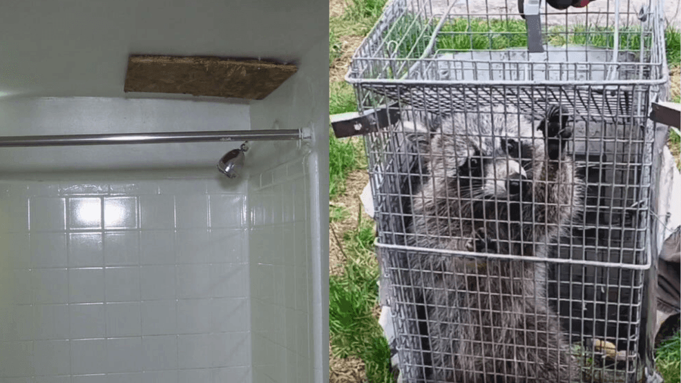 DC woman says goodbye to raccoon-infested home after 7News exclusive ...