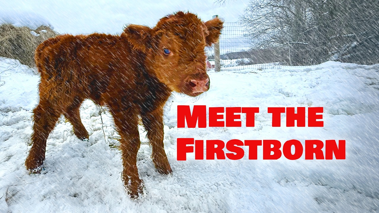 How the first calf was born in a snowstorm