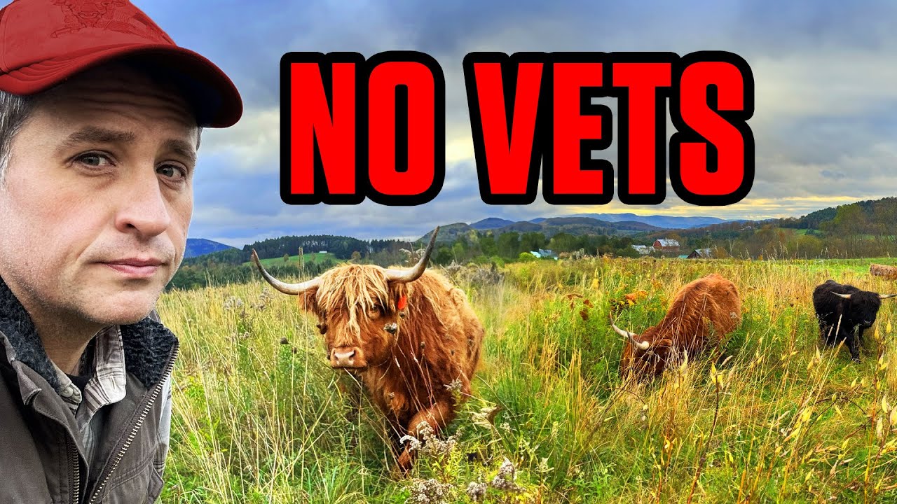 America's rural veterinarian crisis hits our farm