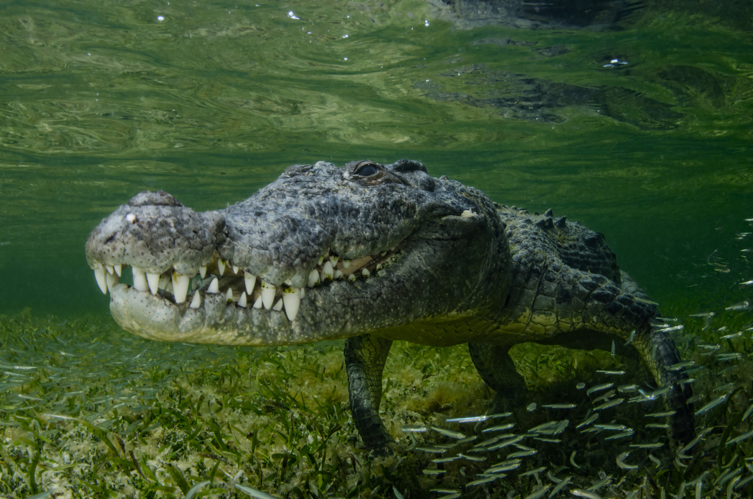 Biologists Reveal Two New Crocodile Species: 'Totally Unexpected'