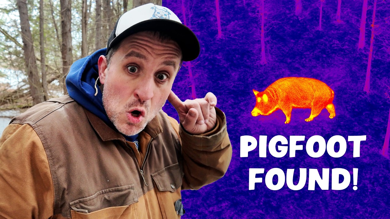 How a thermal drone found the missing pig Pigfoot