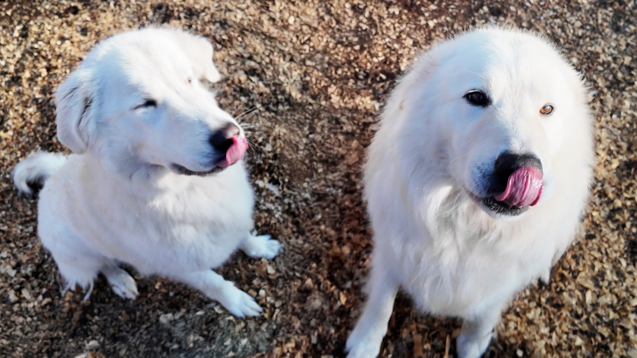 Animals ignore farm plans causing unexpected disruptions daily