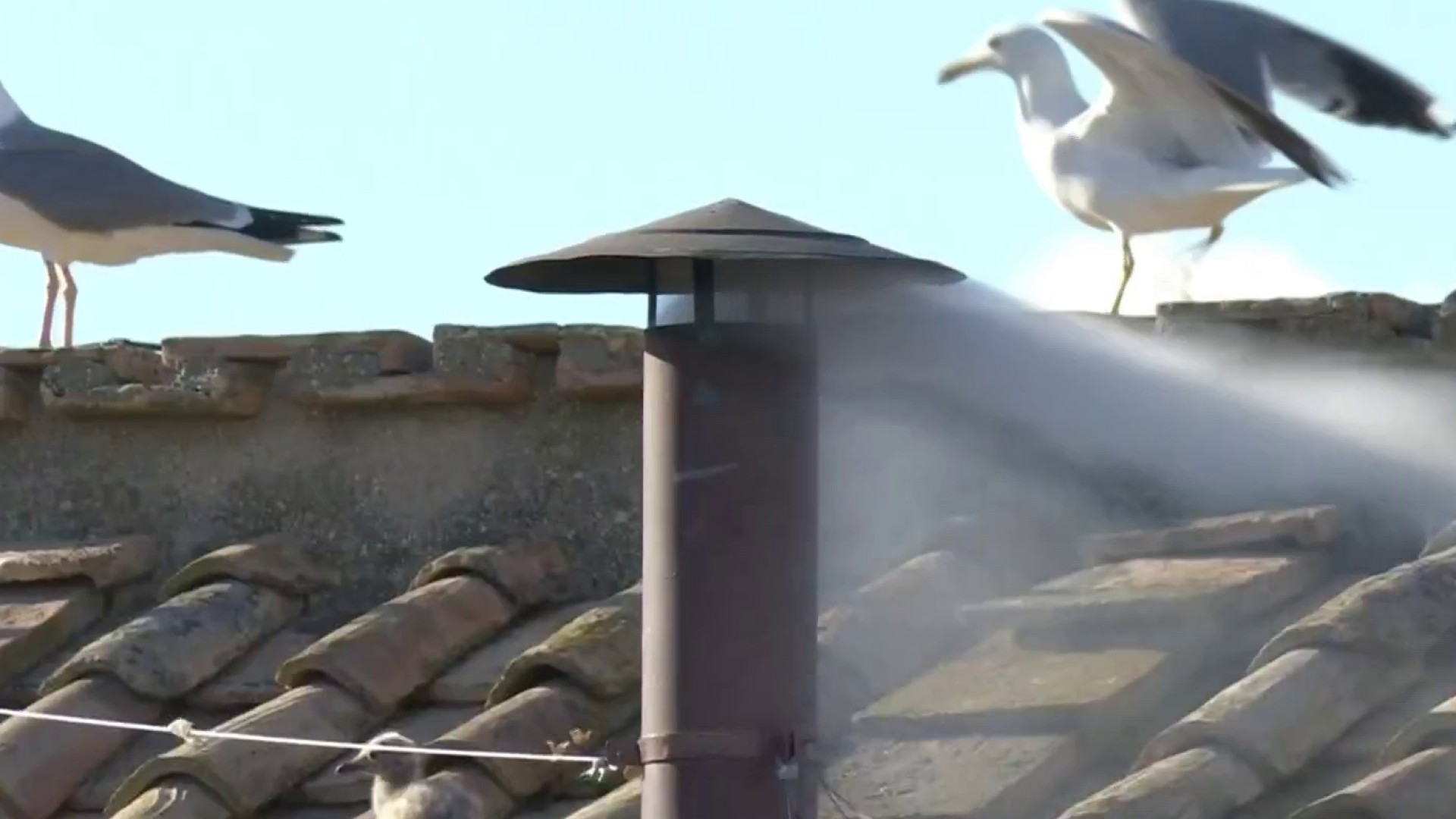 Baby seagull and mom share sweet moment as white smoke signals new pope