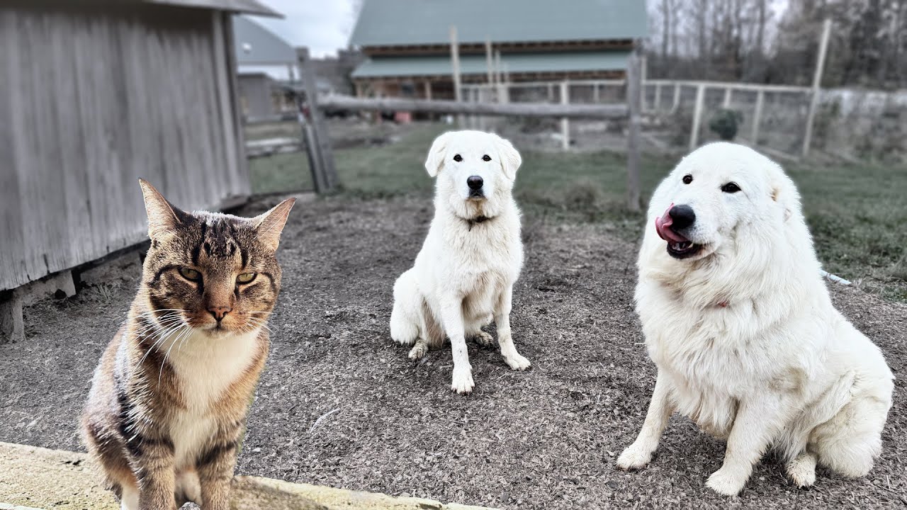 Farm chores during stick season in Vermont
