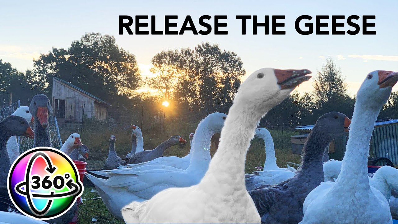 What a Morning on a Busy Duck and Goose Farm Looks Like