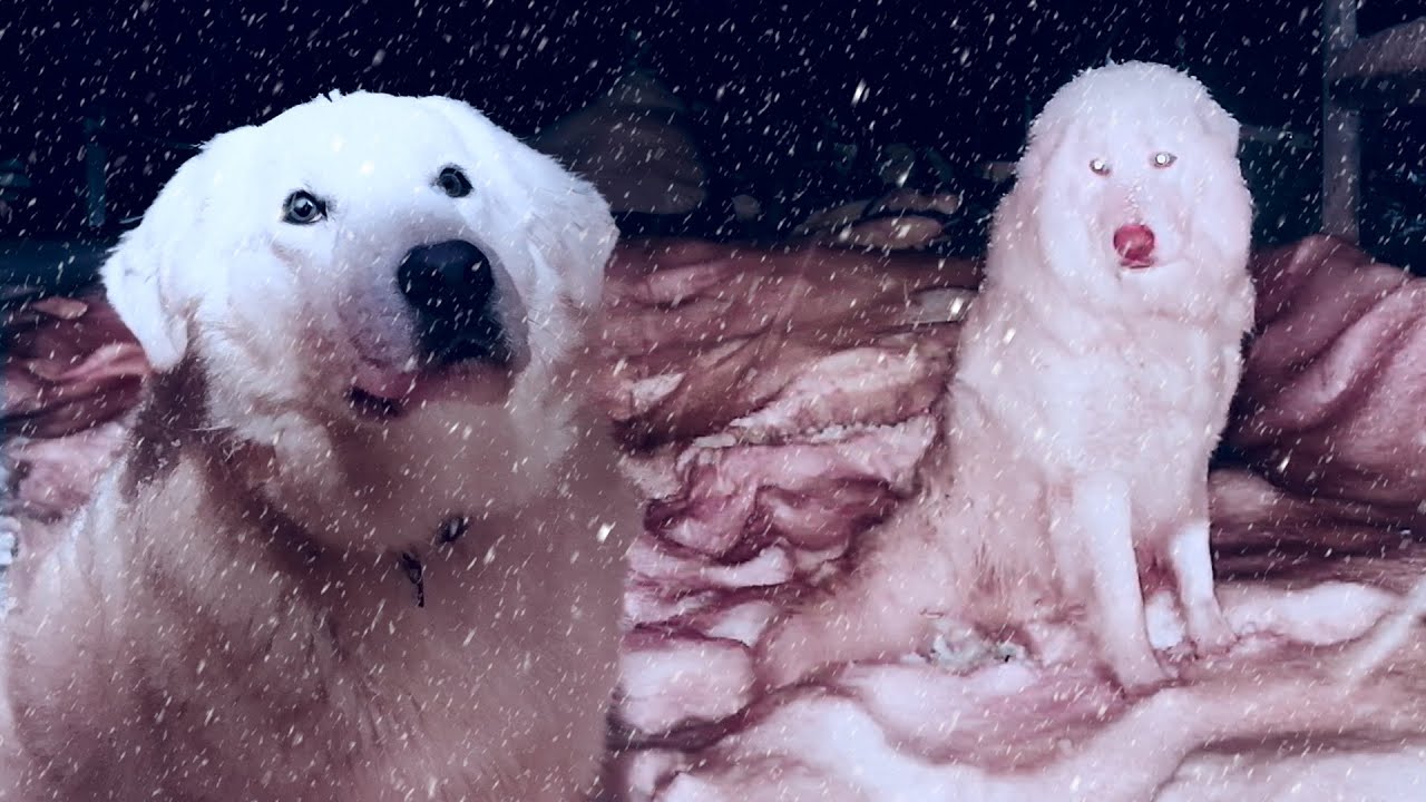Winter storms and how I keep all my animals safe and warm