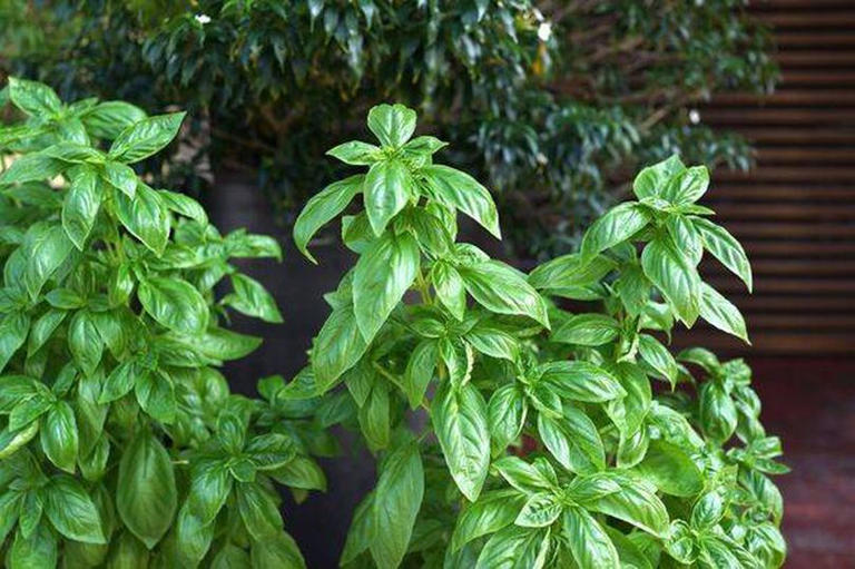Basil will 'thrive' all year round with two simple gardening rules