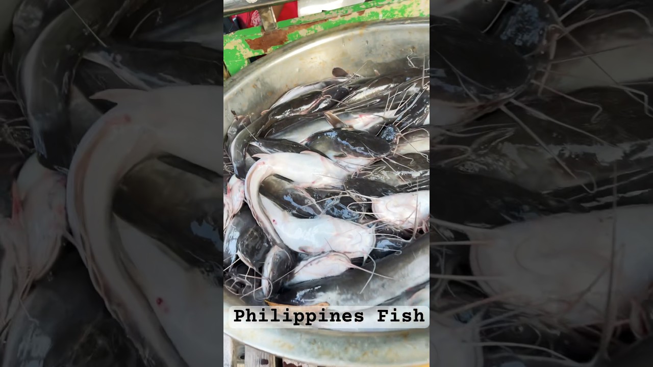 Top Fishing Spots in the Philippines for an Unforgettable Trip