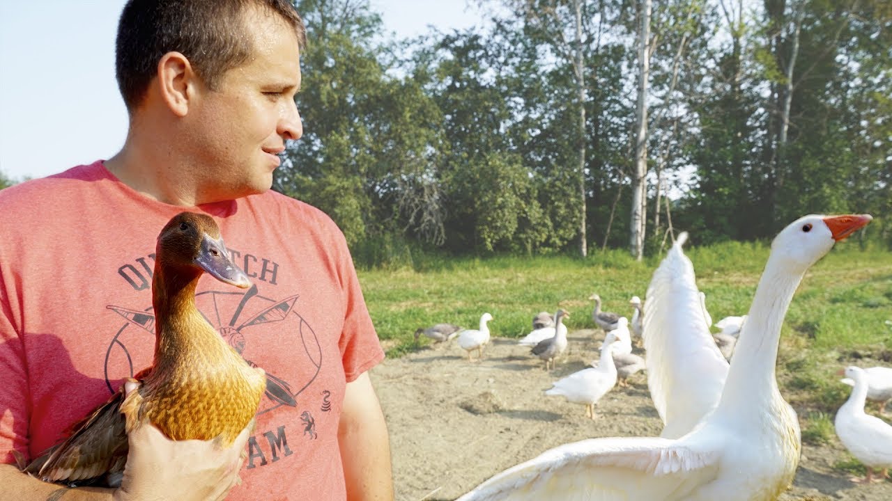 Key Differences Between Raising Ducks and Geese