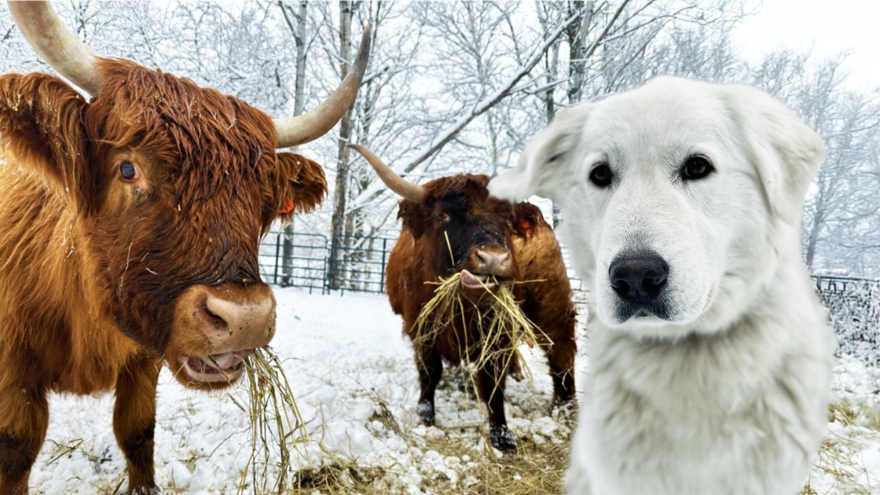Inside mind of farm dog protecting animals on farm