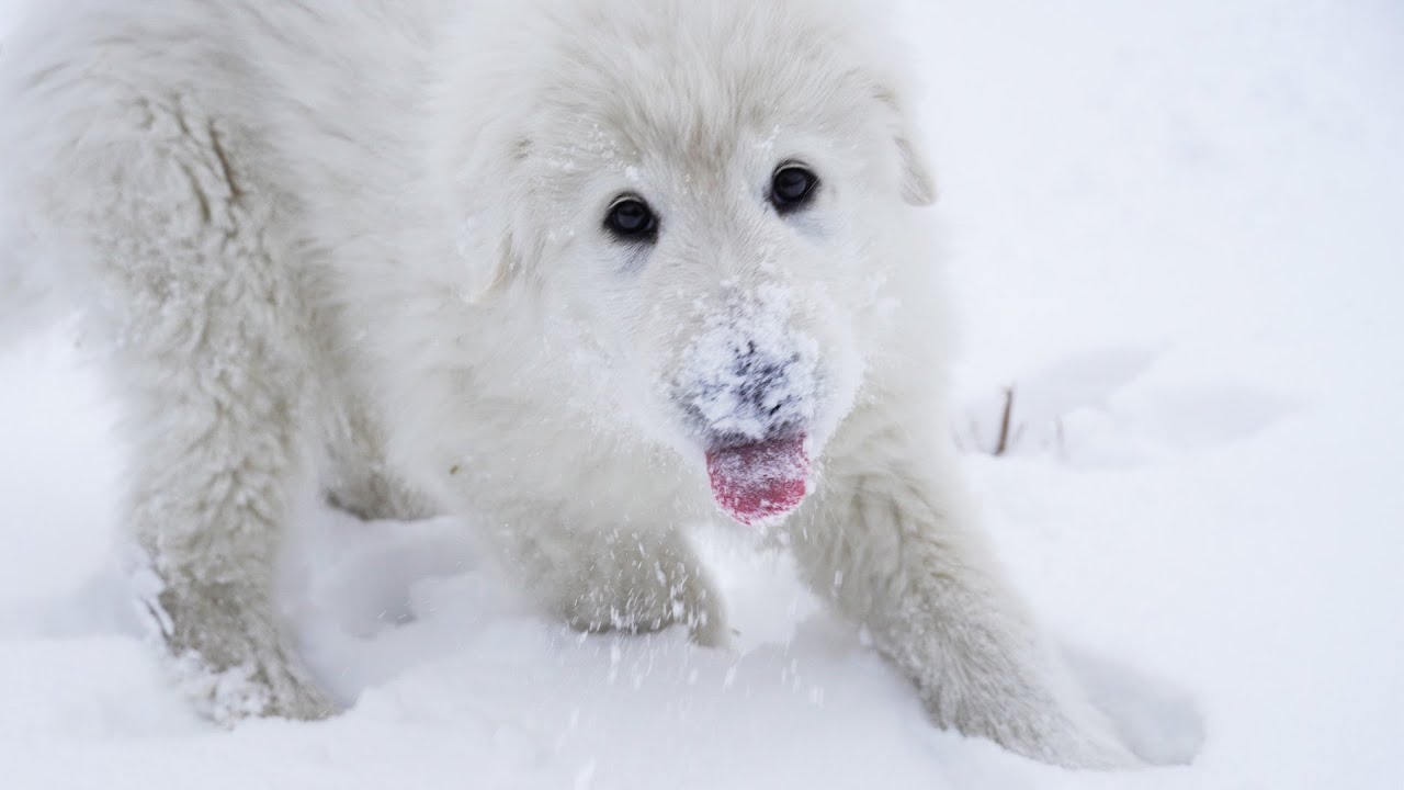 Polar bear puppy helps out on duck farm chores