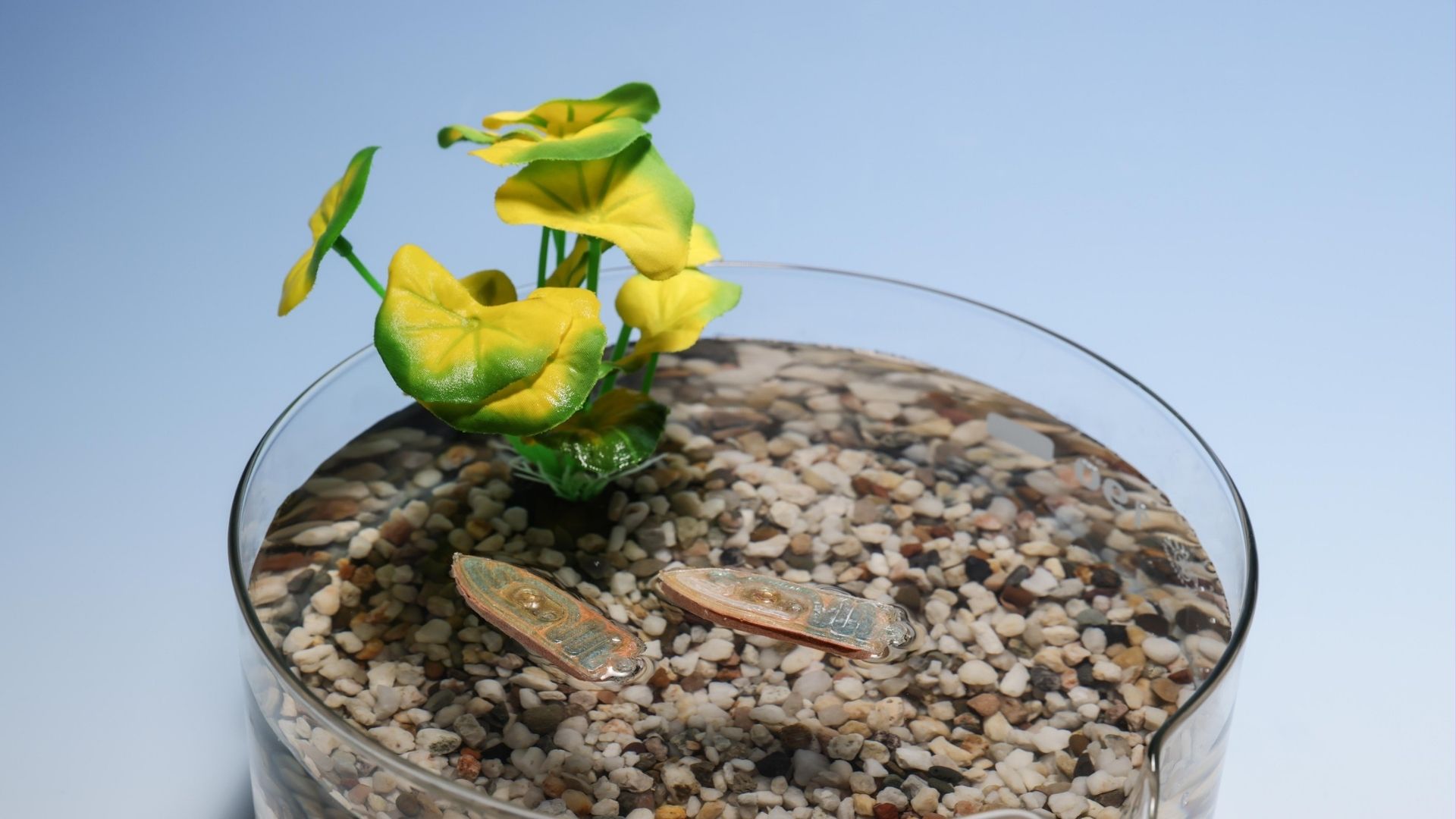 World’s first edible robots clean up water, then become snacks for the ...