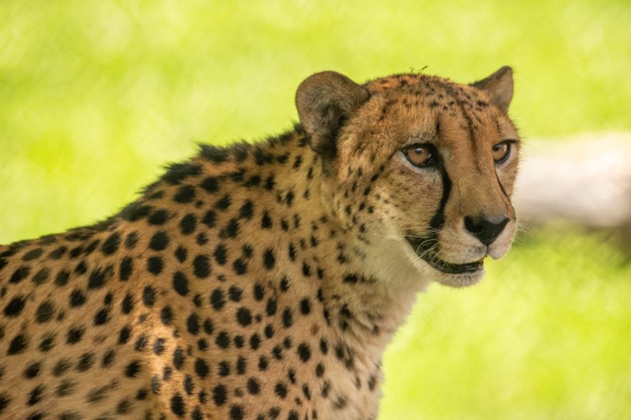 ‘Our little prince’: RIP Strike, the oldest cheetah at the Oregon Zoo