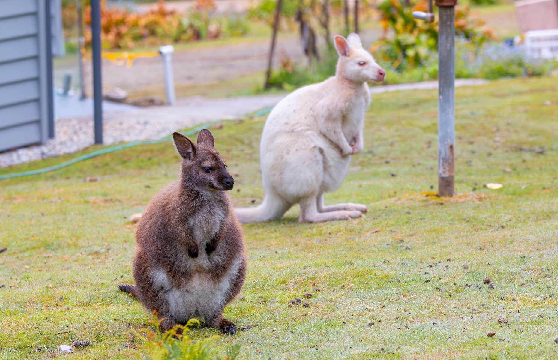 8 wild animals it's illegal to harm in Australia